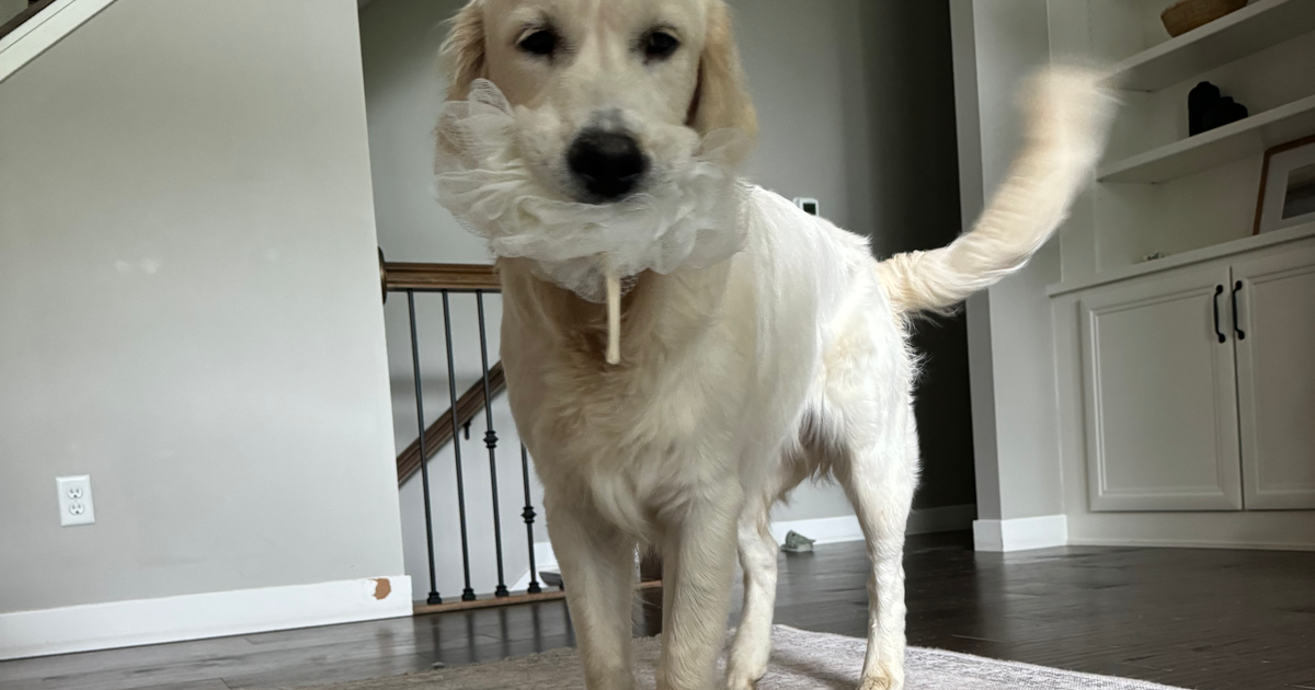 Best Pet Memorial Gifts: 30 Meaningful Ideas for Dogs, Cats & More ...